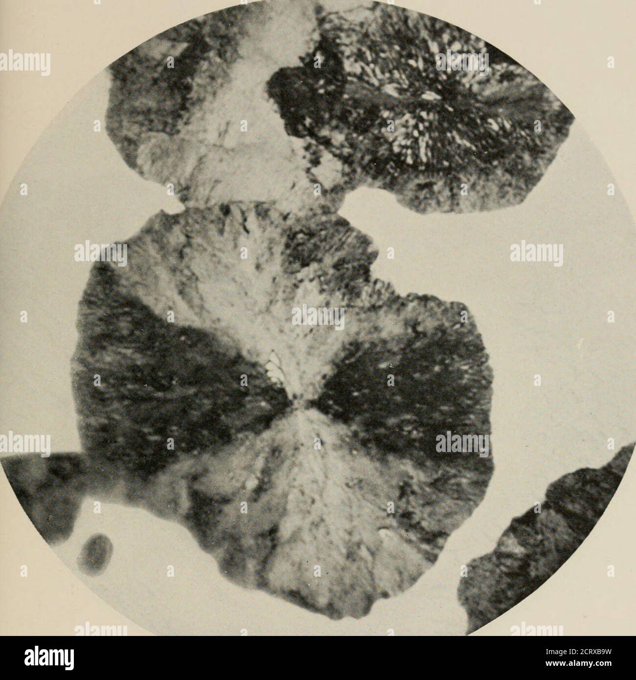 Troostite hi-res stock photography and images - Alamy