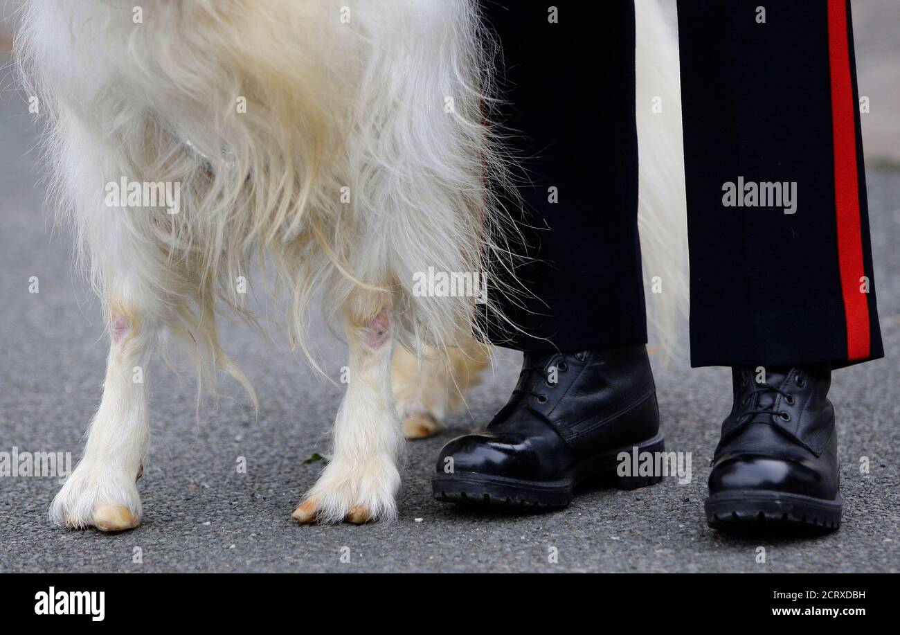 William of windsor goat hi-res stock photography and images - Alamy