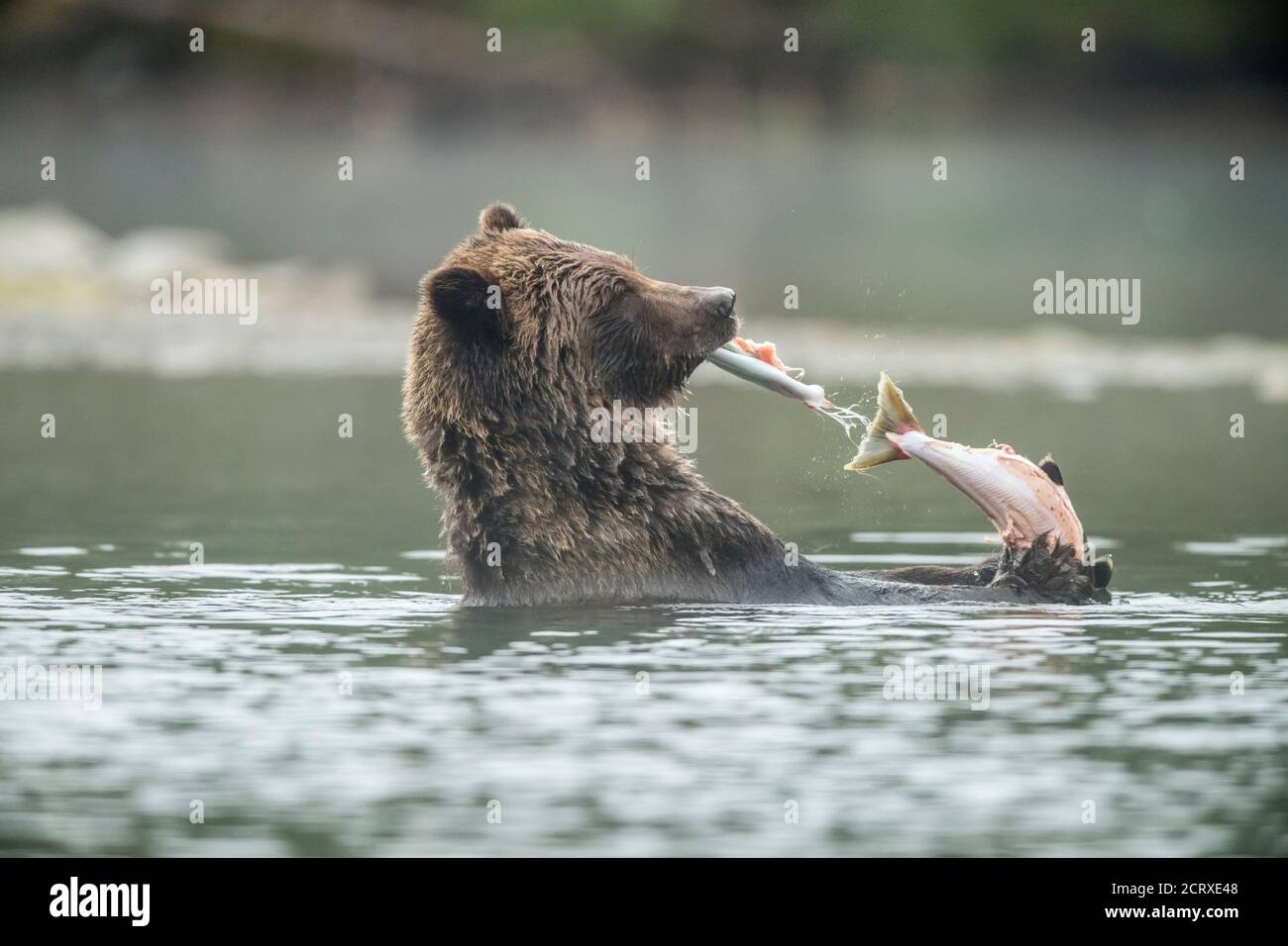 Grizzly bear (Ursus arctos)- Mother bear eating spawning sockeye salmon ...