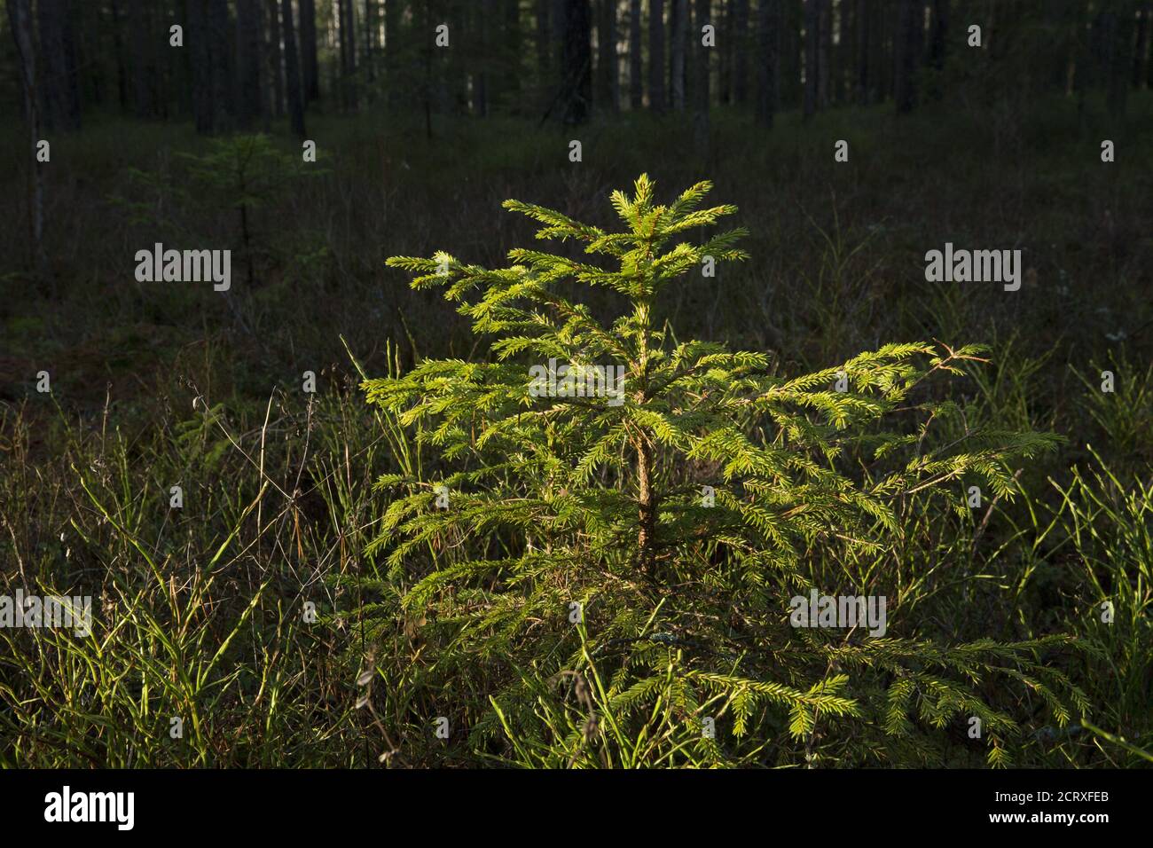 Closeup of a tiny growing spruce tree in a forest under the sunlight ...