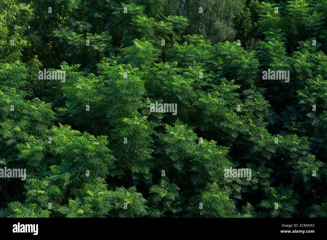 Green colored background with tree leaves in Turkey Stock Photo - Alamy