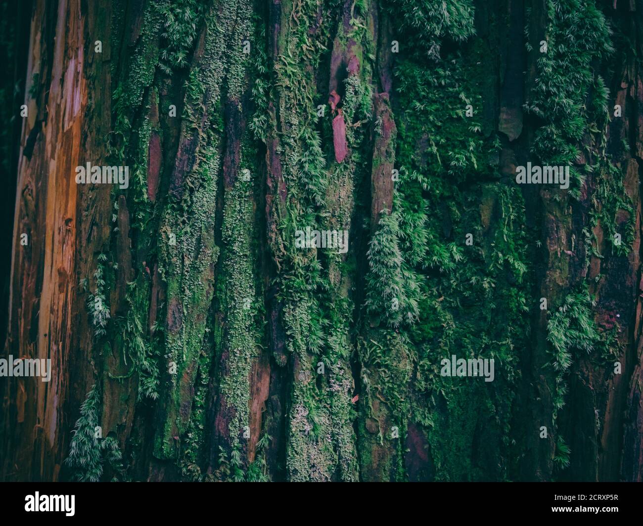 tree bark green, multi colored, close up, background, wooden board ...