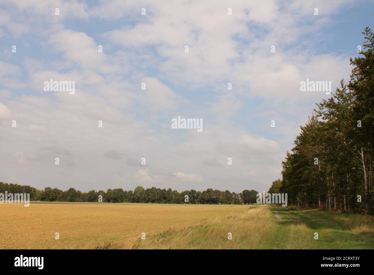 Shot of trees in a forest Stock Photo - Alamy