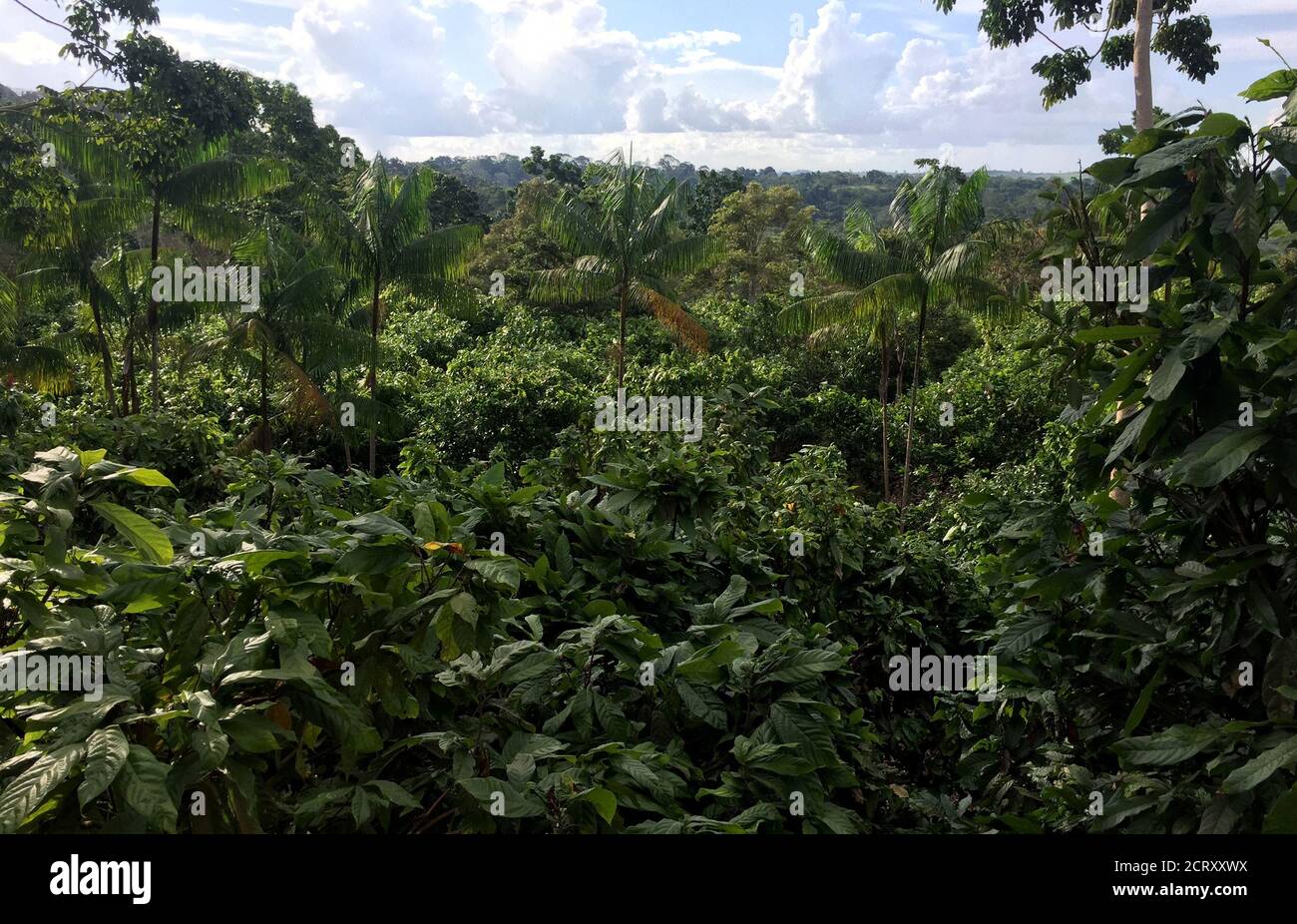 Cocoa plantation brazil hi-res stock photography and images - Alamy