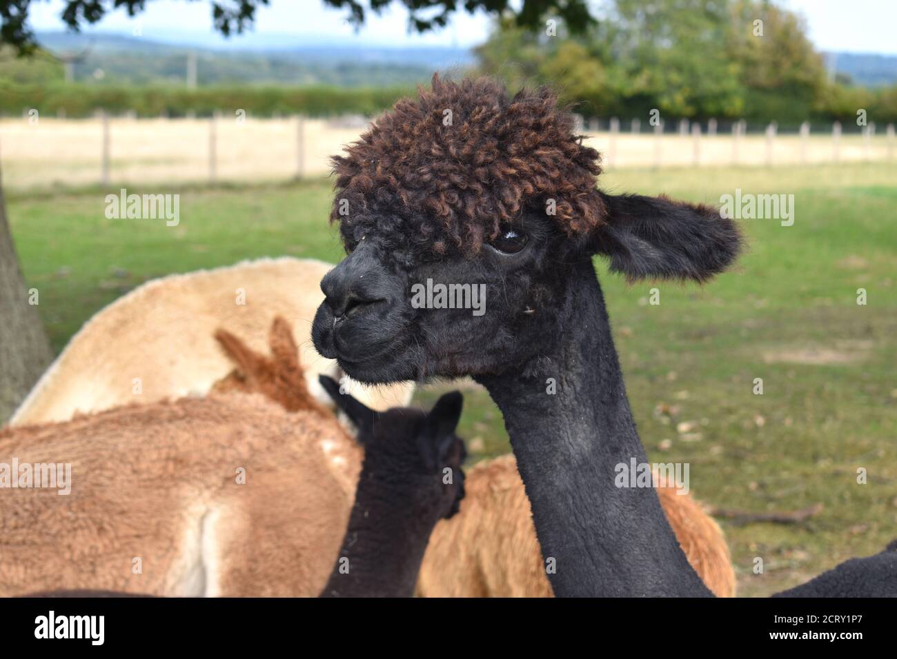 Alpacas are considered a treasure of the Andes and are herd animals ...
