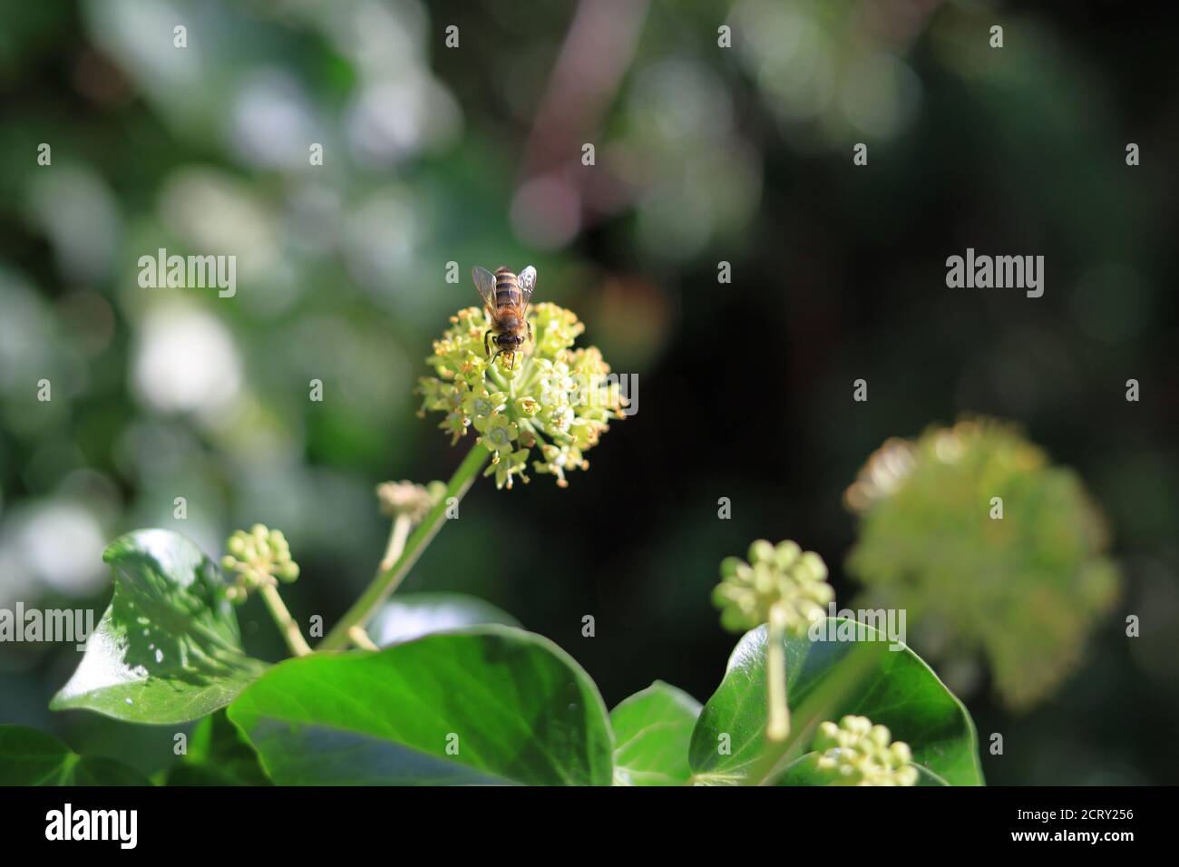 Ivy in flower with an ivy bee foraging for pollen Stock Photo - Alamy