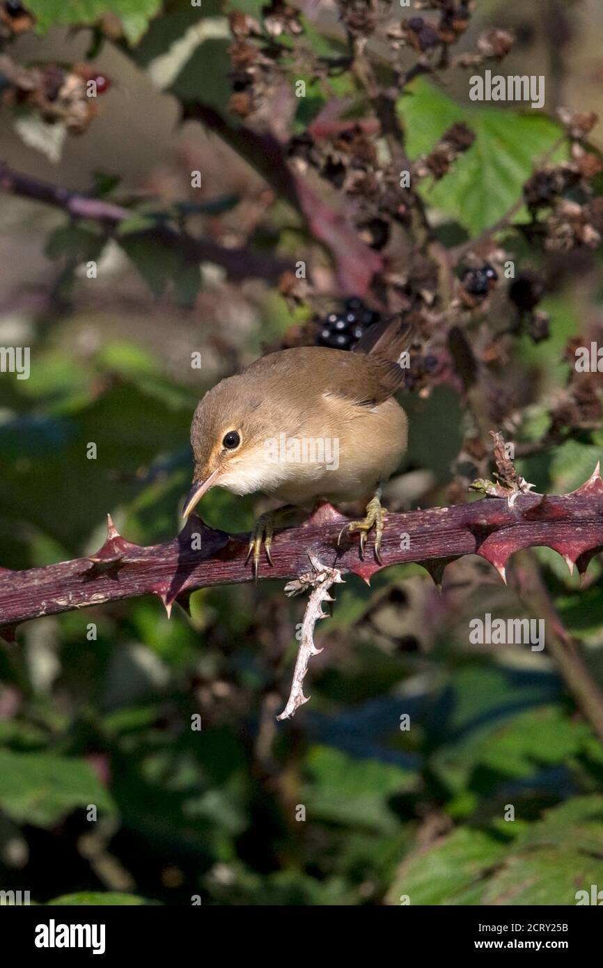 Reed Warbler (Acrocephalus scirpaceus Stock Photo - Alamy