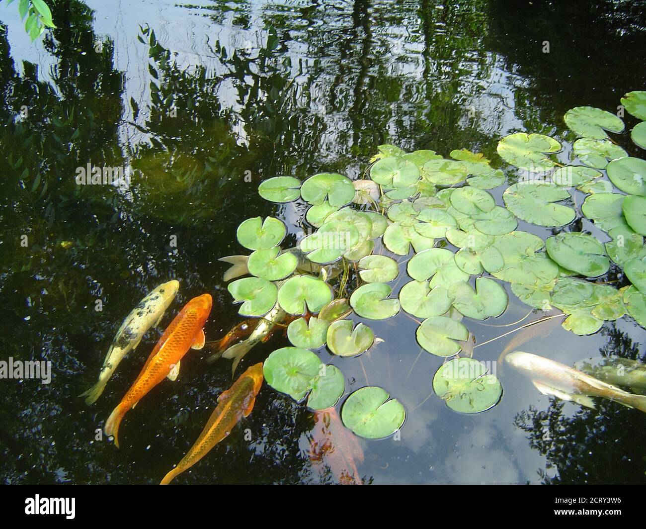 Koi pond singapore hi-res stock photography and images - Alamy