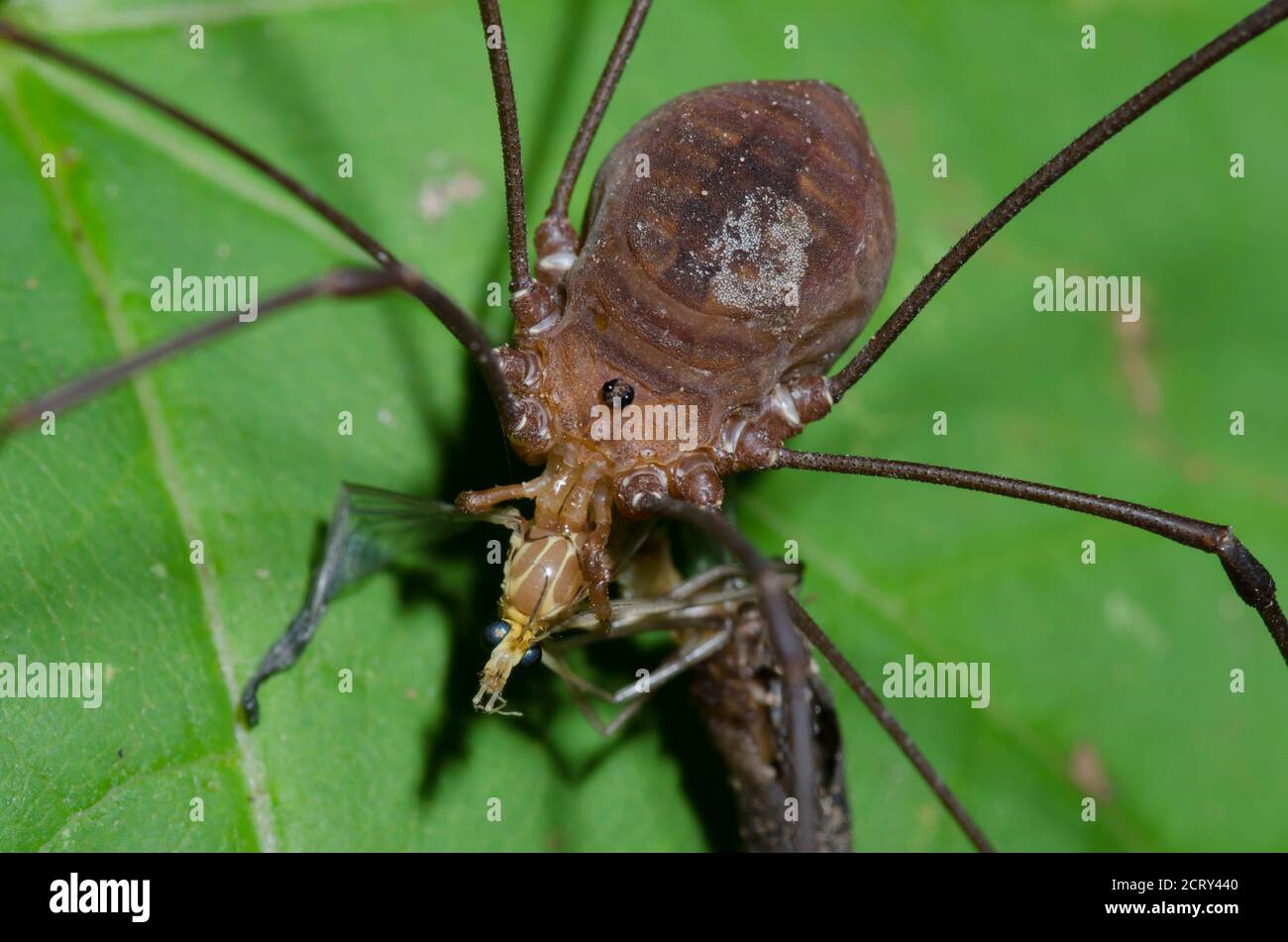 Crane fly pupa hi-res stock photography and images - Alamy