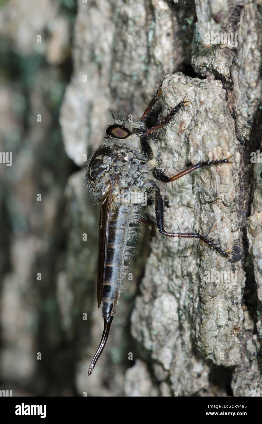 Robber Fly, Efferia sp., female Stock Photo - Alamy
