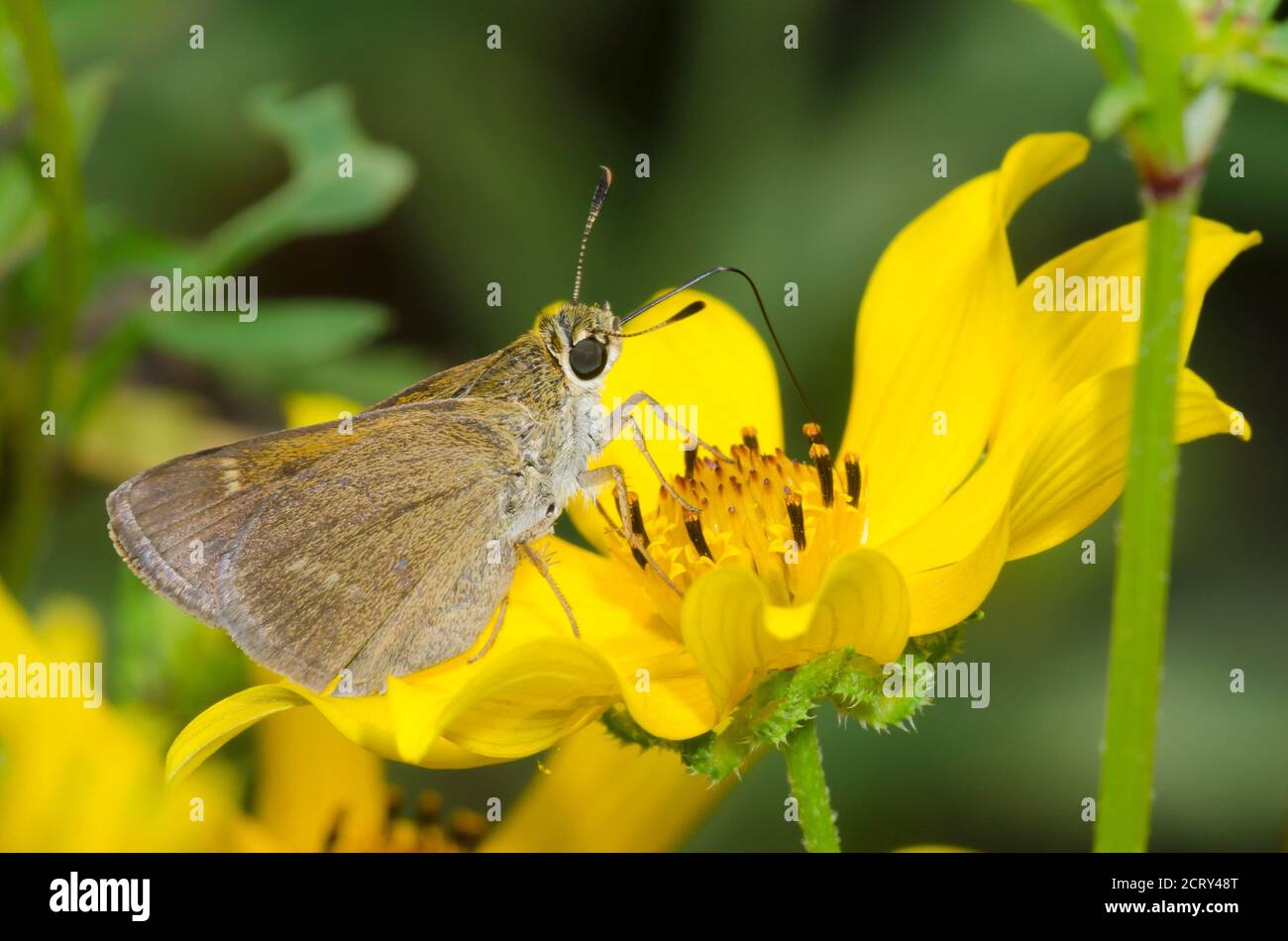 Crossline Skipper, Polites origenes, nectaring from Beggarticks, Bidens ...