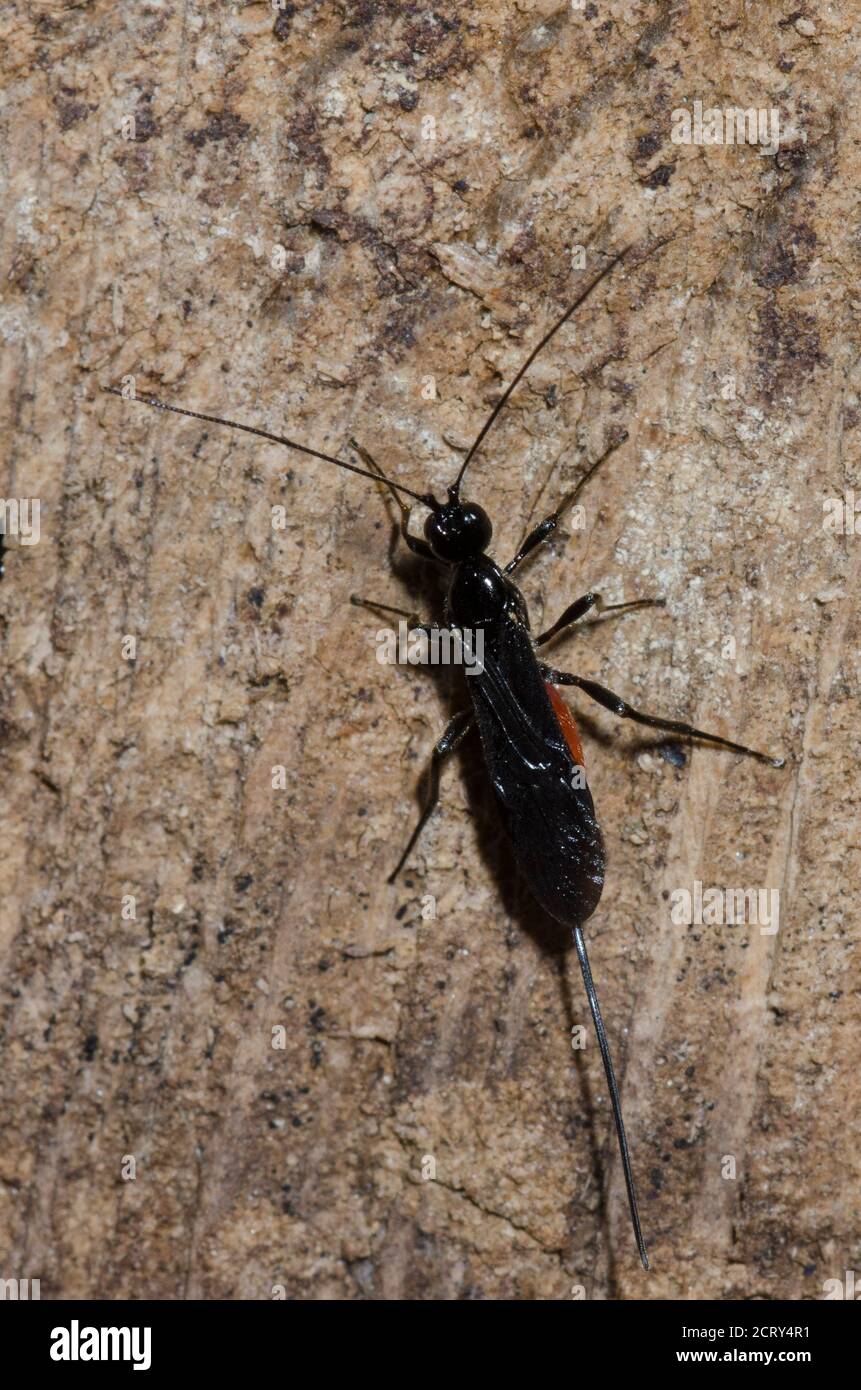 Braconid Wasp, Atanycolus sp., female Stock Photo - Alamy