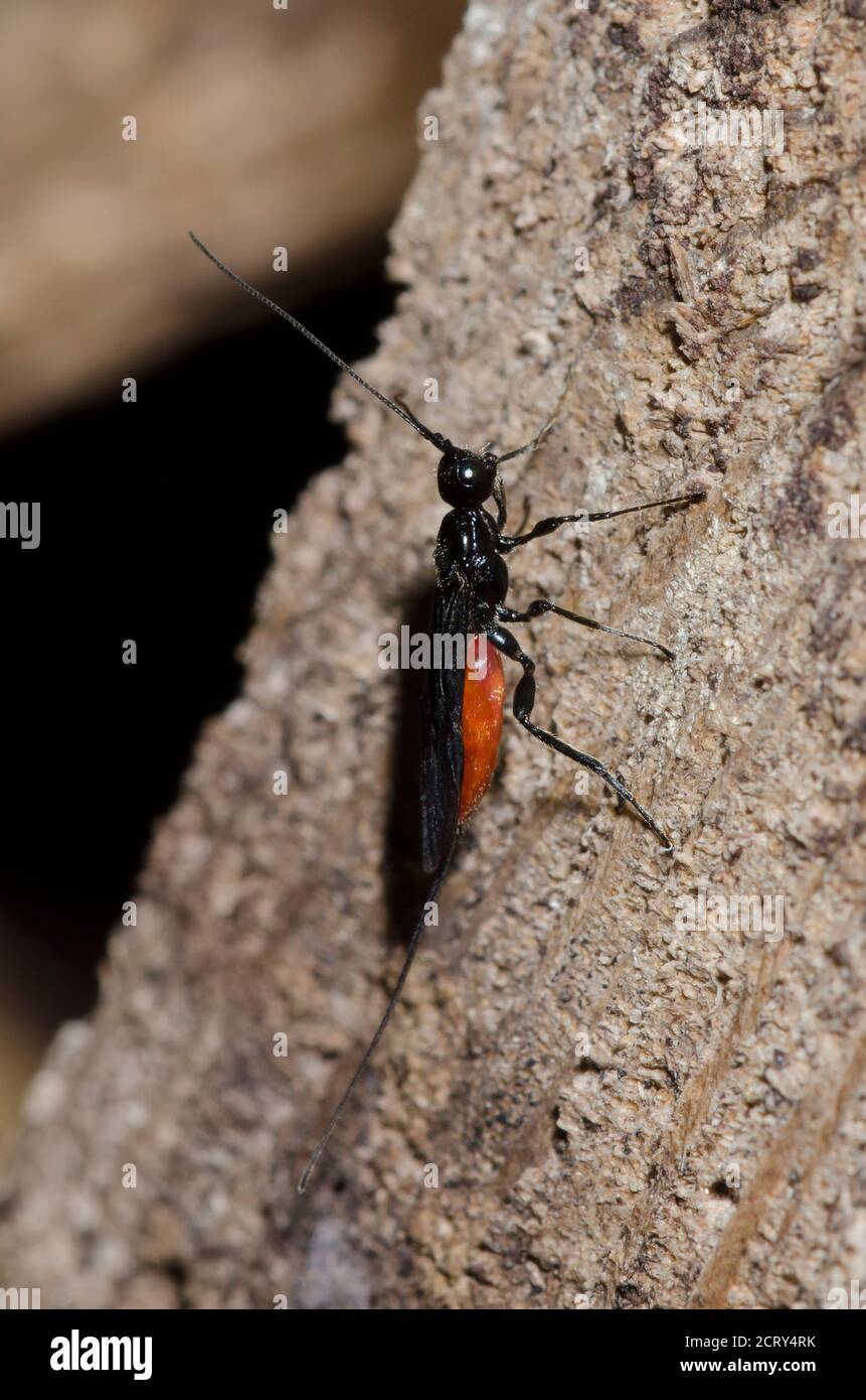 Braconid Wasp, Atanycolus sp., female Stock Photo - Alamy
