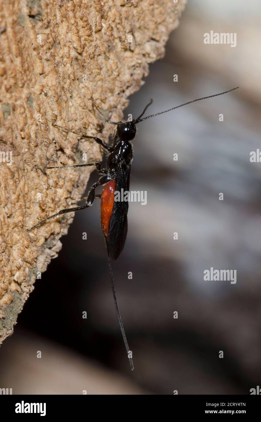 Braconid Wasp, Atanycolus sp., female Stock Photo - Alamy