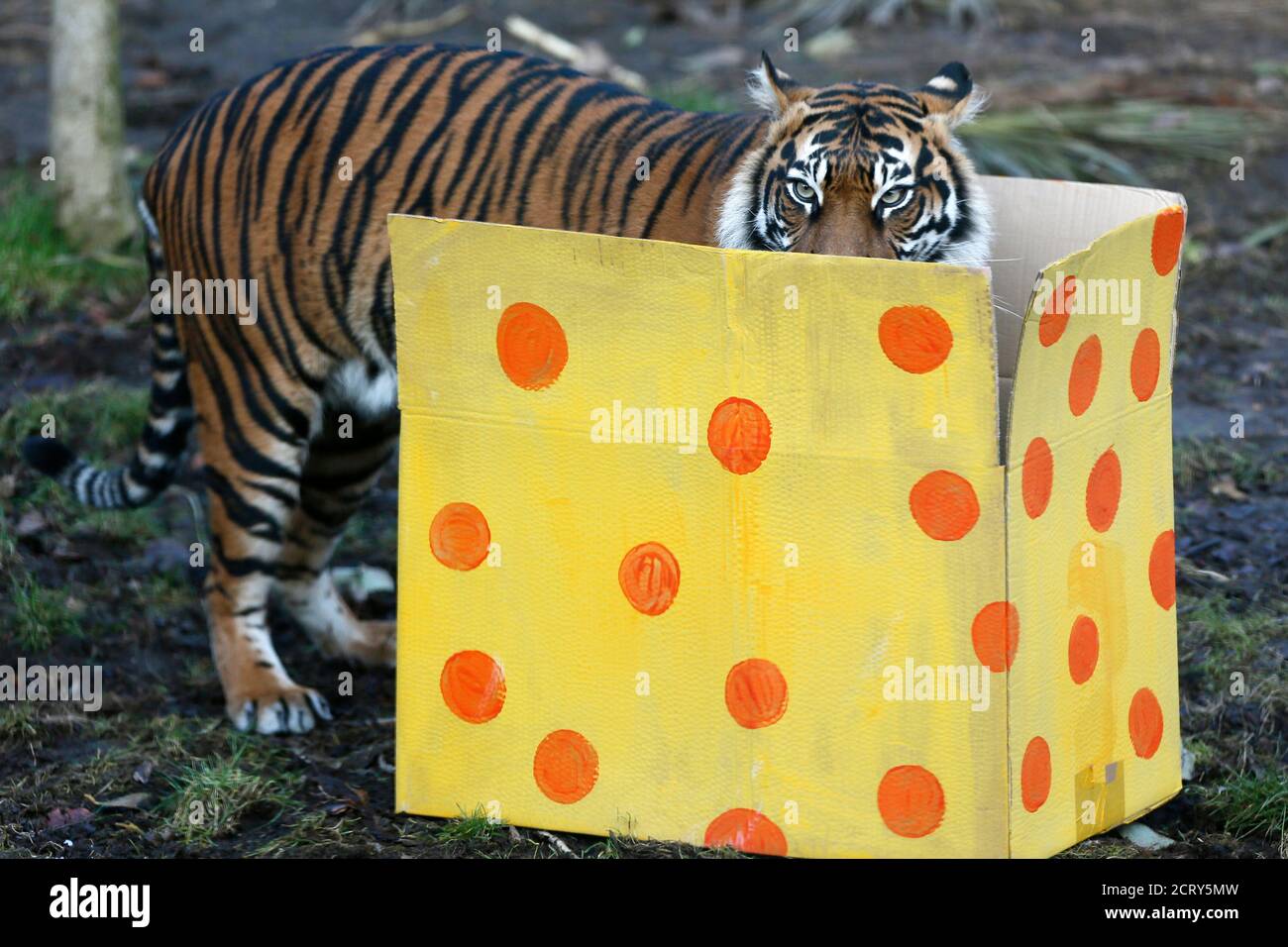 Zoo tiger in a box hi-res stock photography and images - Alamy