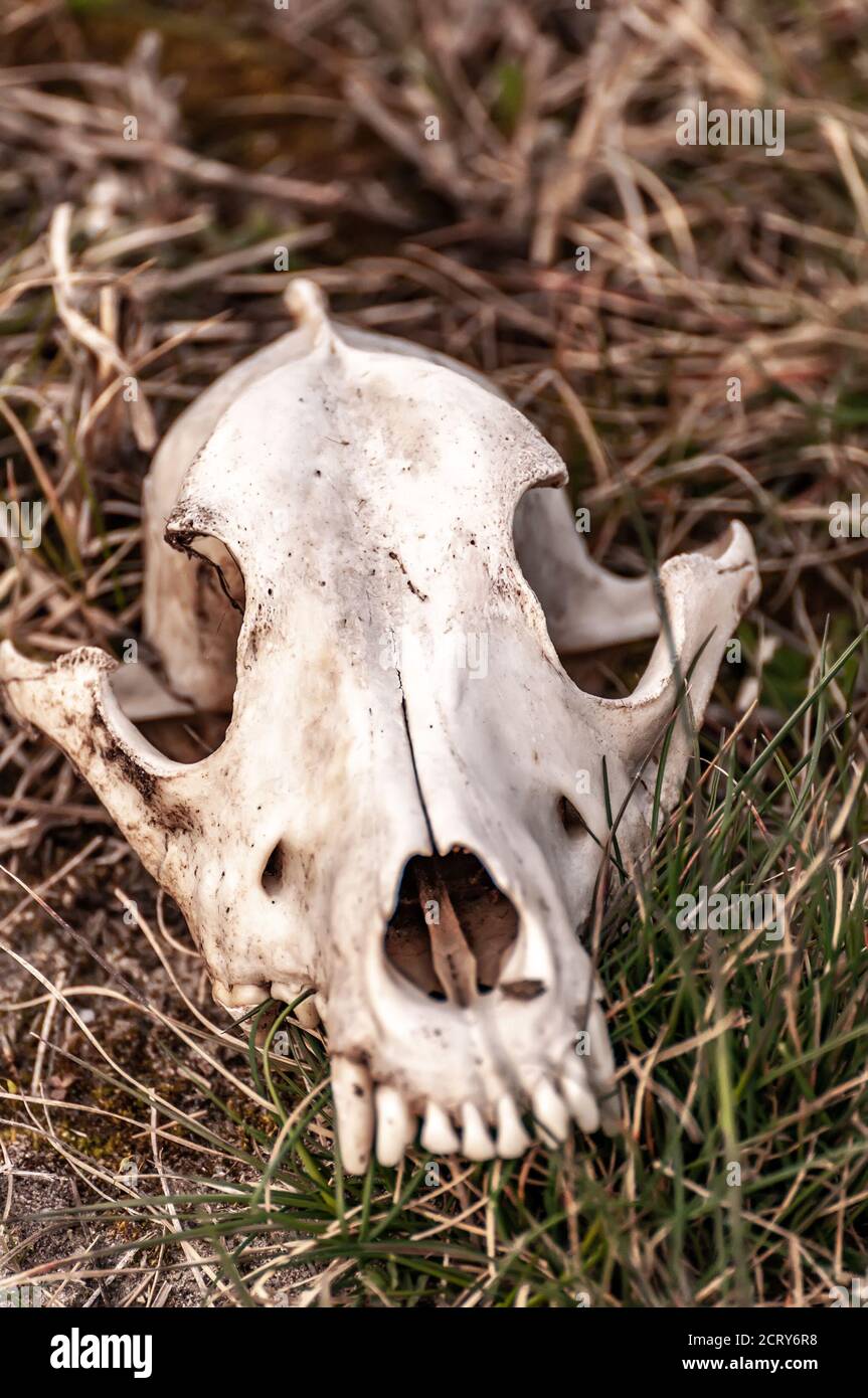 Skull dog day dead hi-res stock photography and images - Alamy