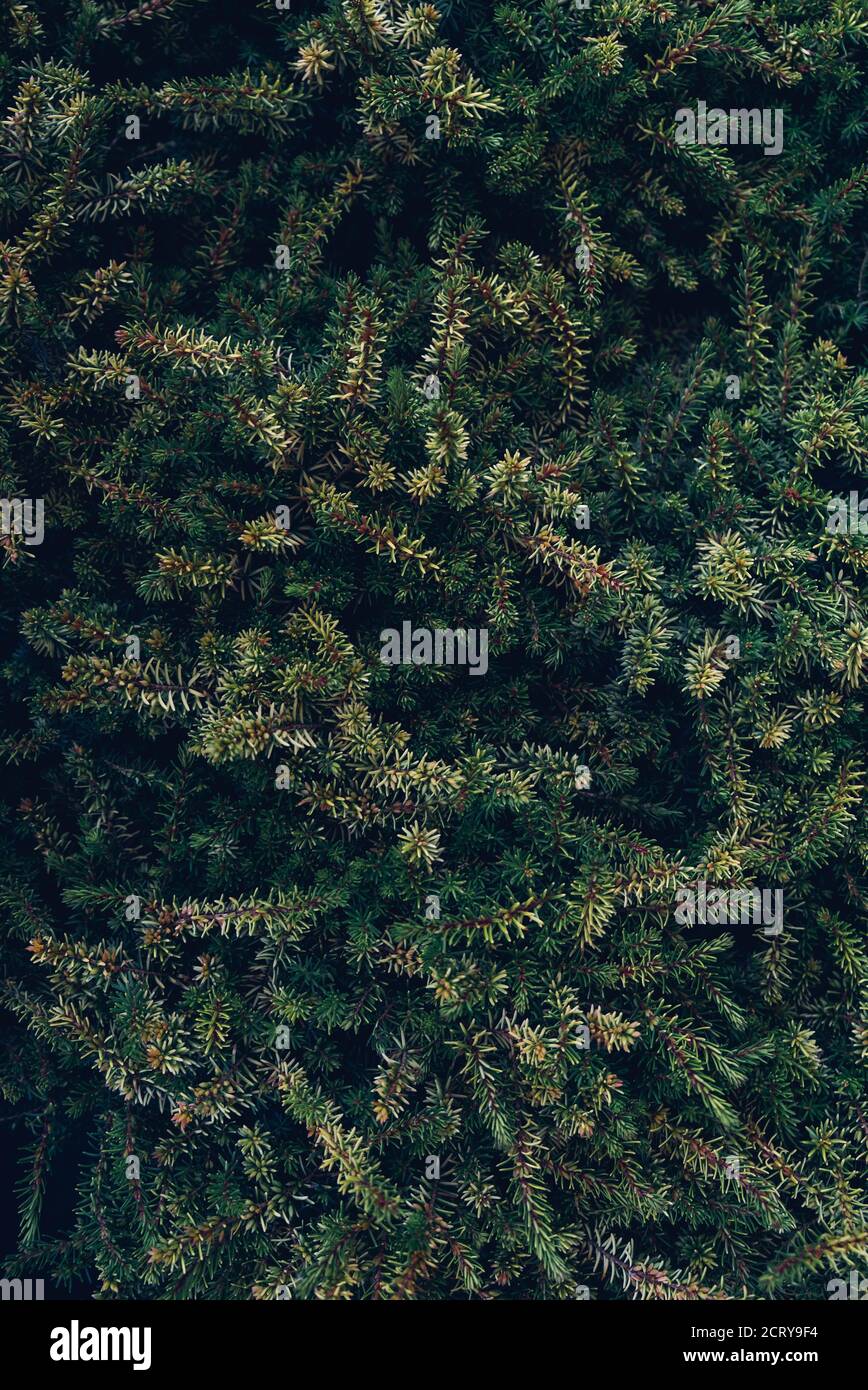 Mini spruce tree hi-res stock photography and images - Alamy