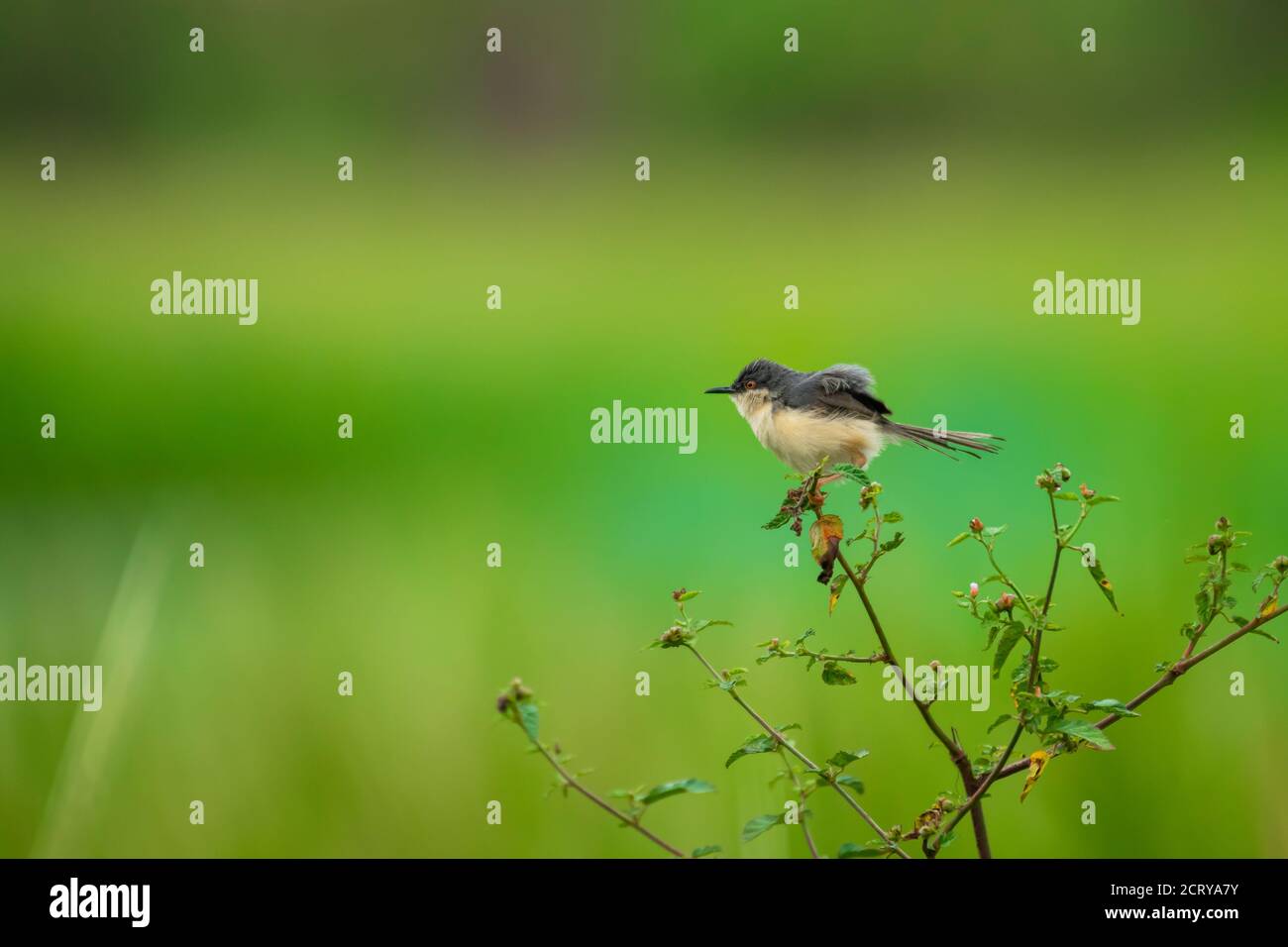 Plain prinia nest hi-res stock photography and images - Alamy
