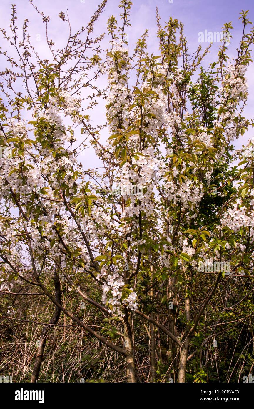 A large woodland tree with early blossom, a welcome flower for ...