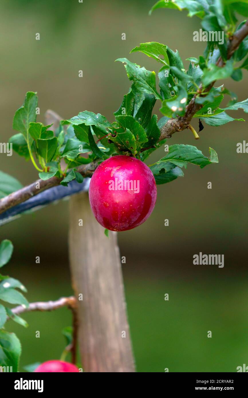 Plum tree fruits red hi-res stock photography and images - Alamy
