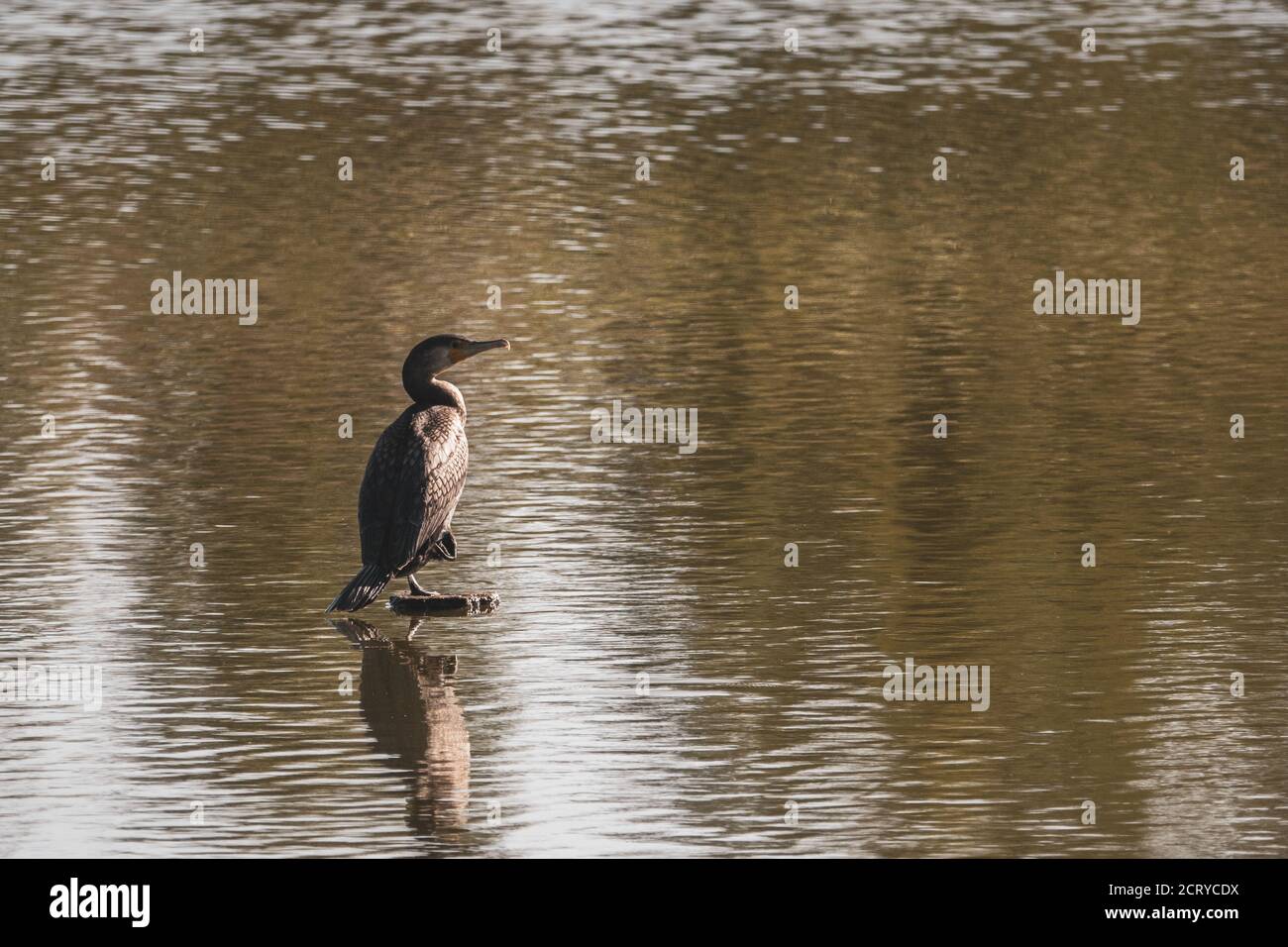 Cormoran diving hi-res stock photography and images - Alamy