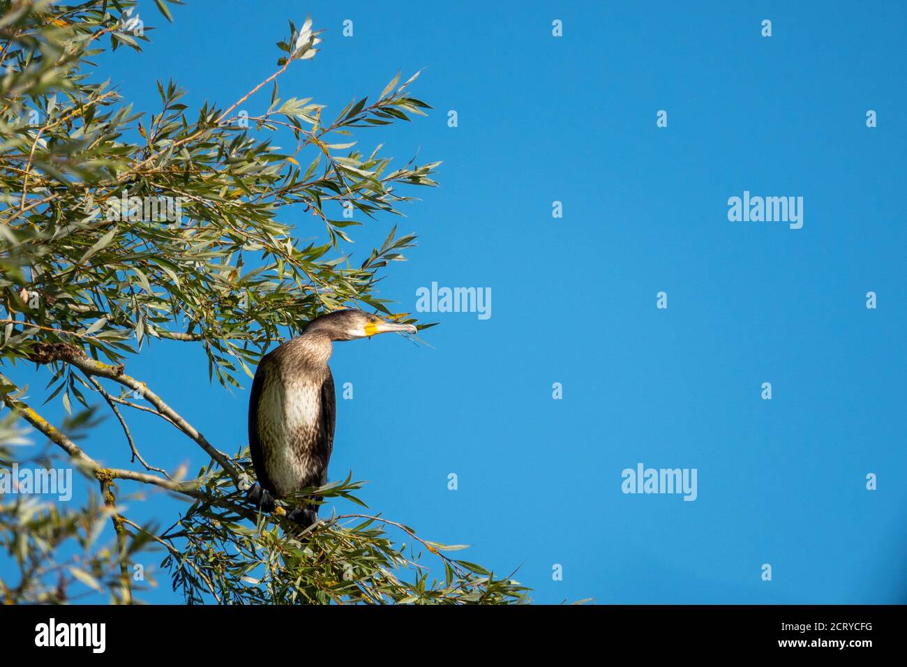 Cormoran diving hi-res stock photography and images - Alamy