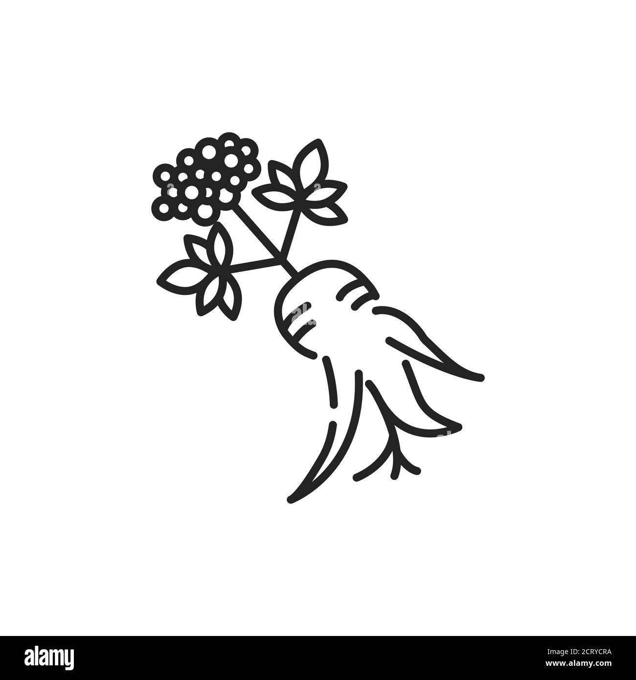 Korean ginseng flower and root line black icon. Alternative medicine ...