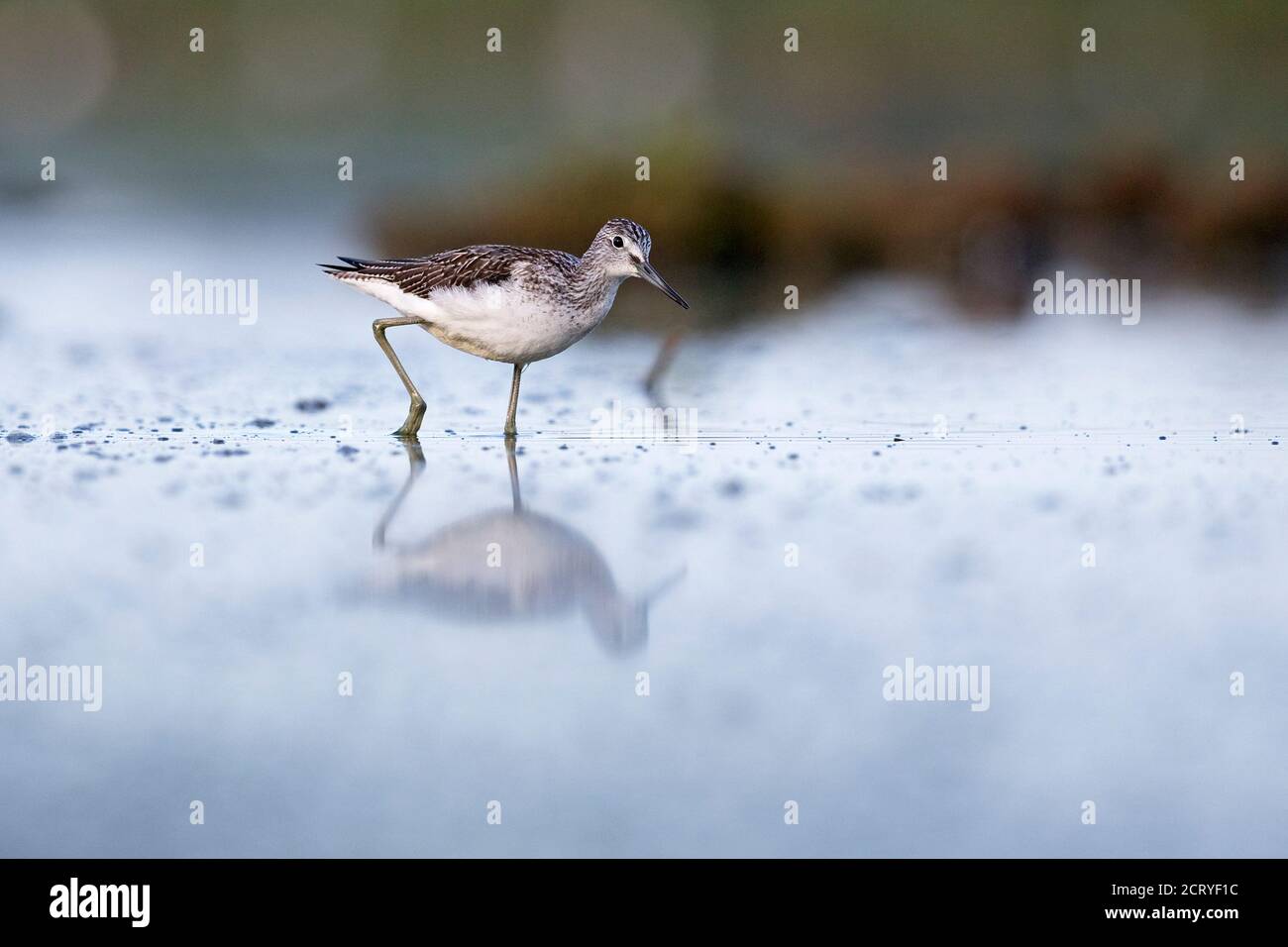 Greenshank (Tringa nebularia Stock Photo - Alamy
