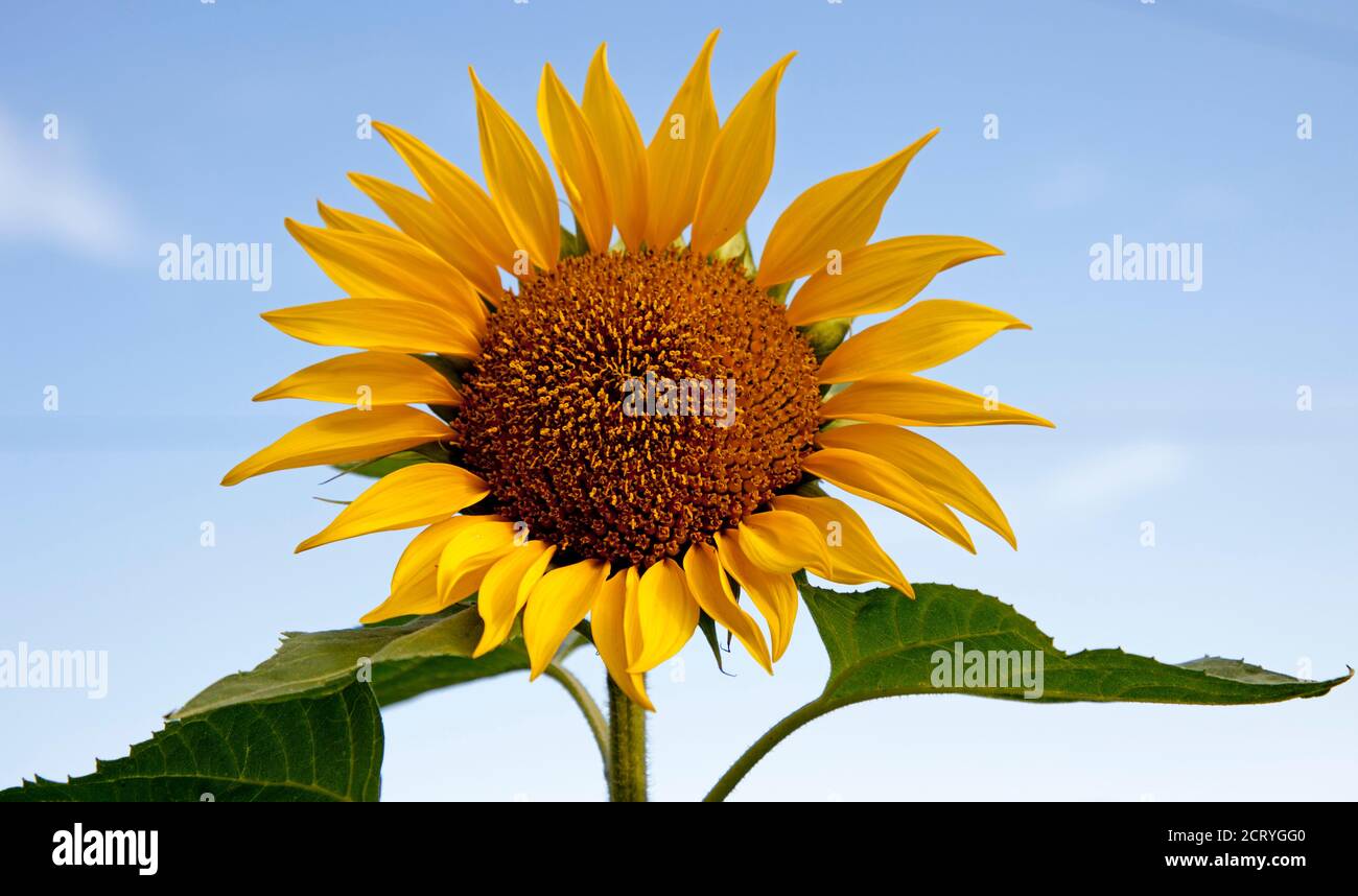 Pale yellow sunflower hi-res stock photography and images - Alamy