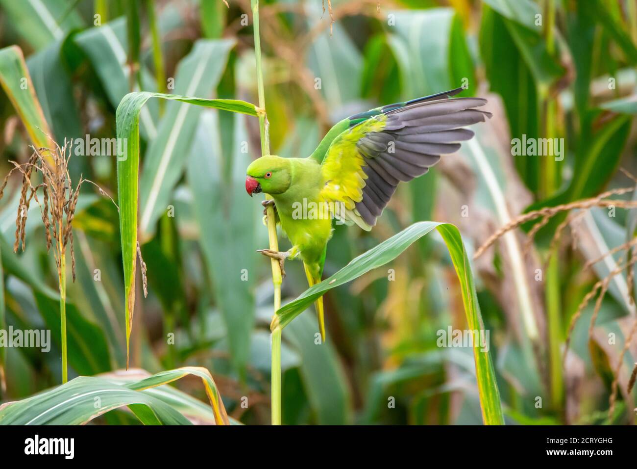 Maize rose hi-res stock photography and images - Alamy