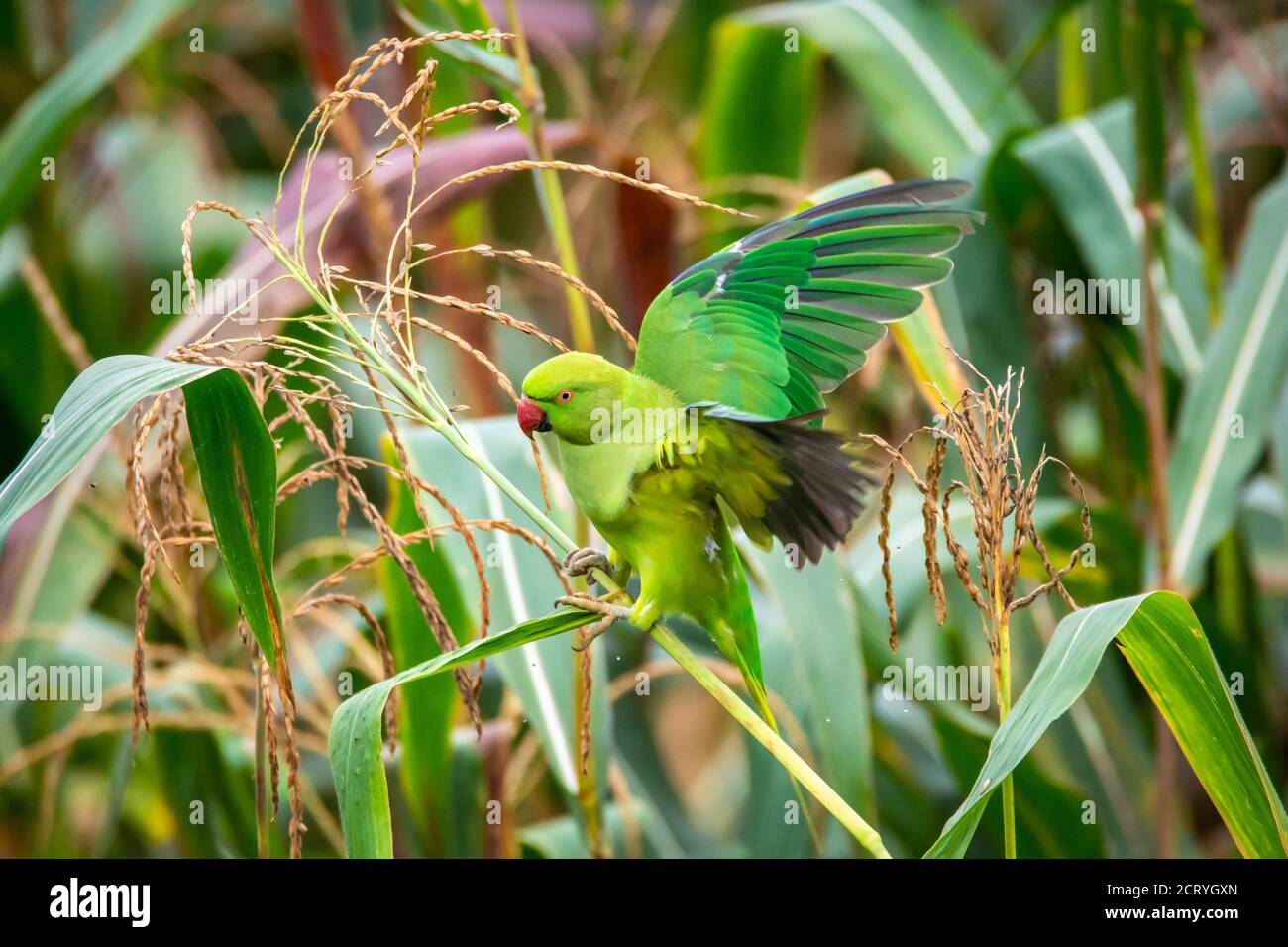 Rose ringed parakeet and maize farm field Stock Photo - Alamy