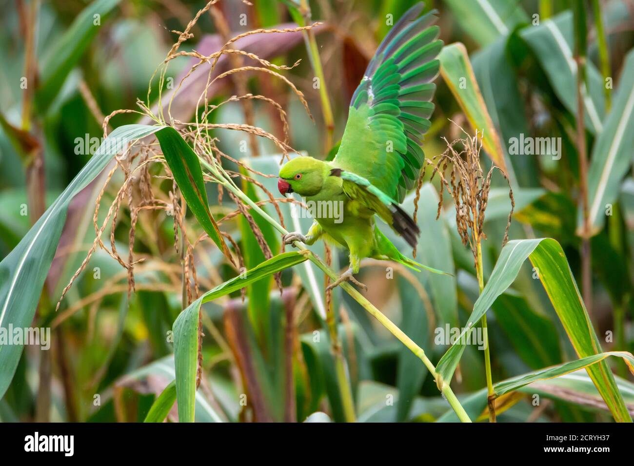 Maize rose hi-res stock photography and images - Alamy