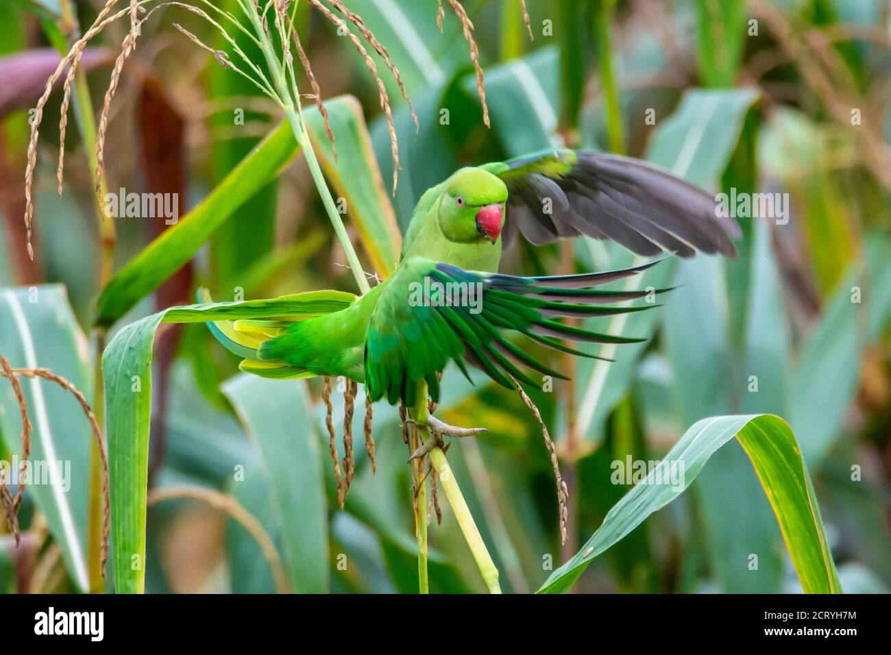 Maize rose hi-res stock photography and images - Alamy