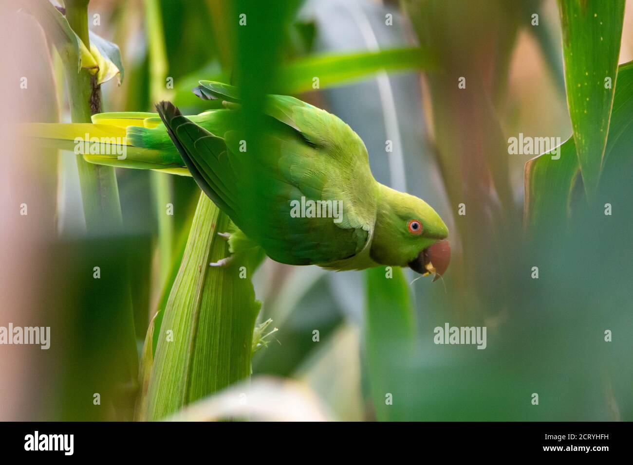 Maize rose hi-res stock photography and images - Alamy