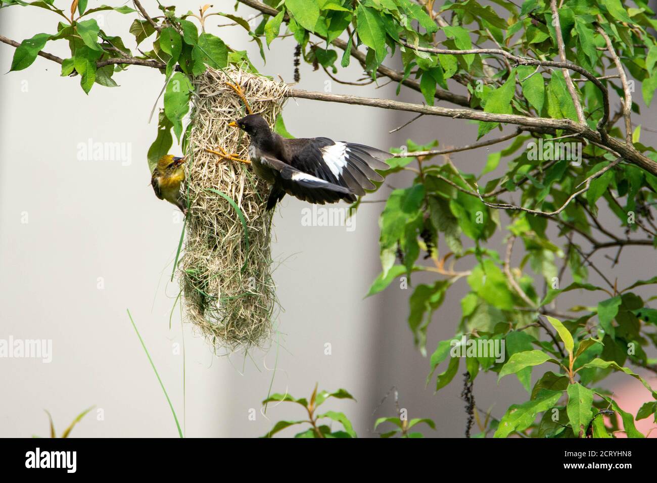 Mayna bird hi-res stock photography and images - Alamy