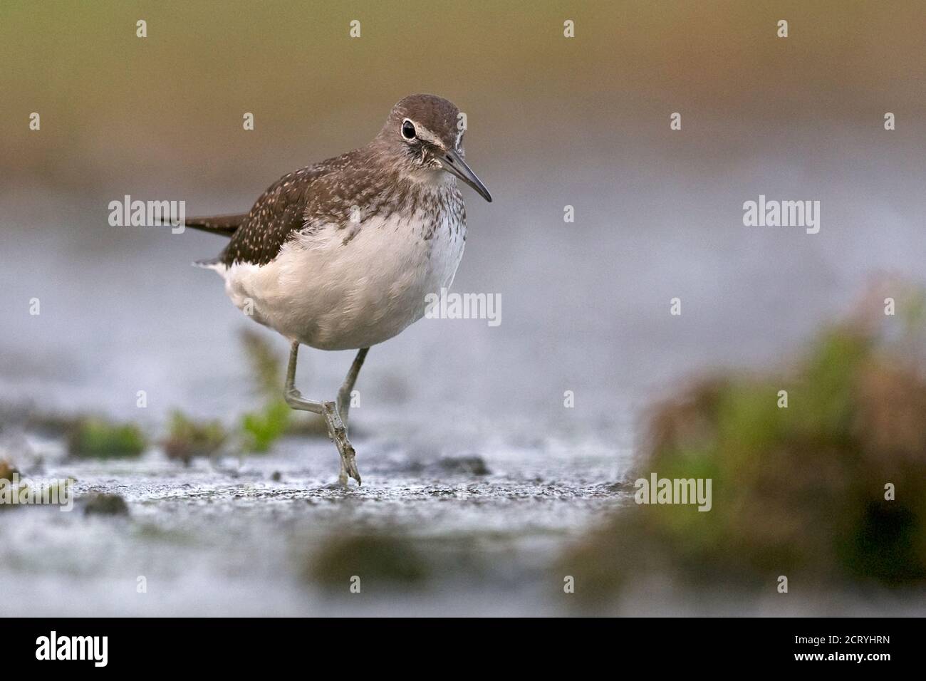 Green Sandpiper (Tringa ochropus Stock Photo - Alamy