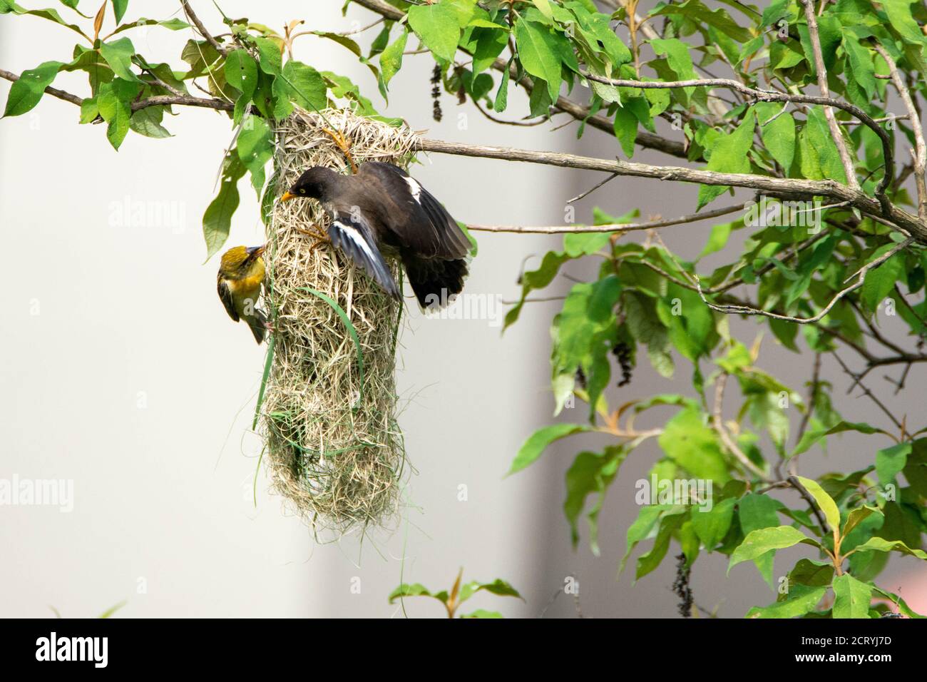Baya weaver bird nesting and mayna attack Stock Photo - Alamy