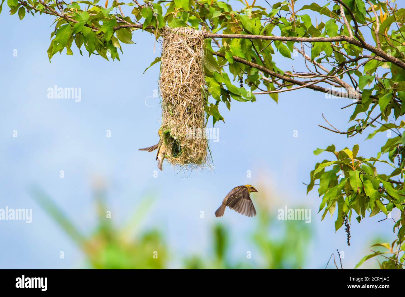 Baya weaver bird nesting Stock Photo - Alamy