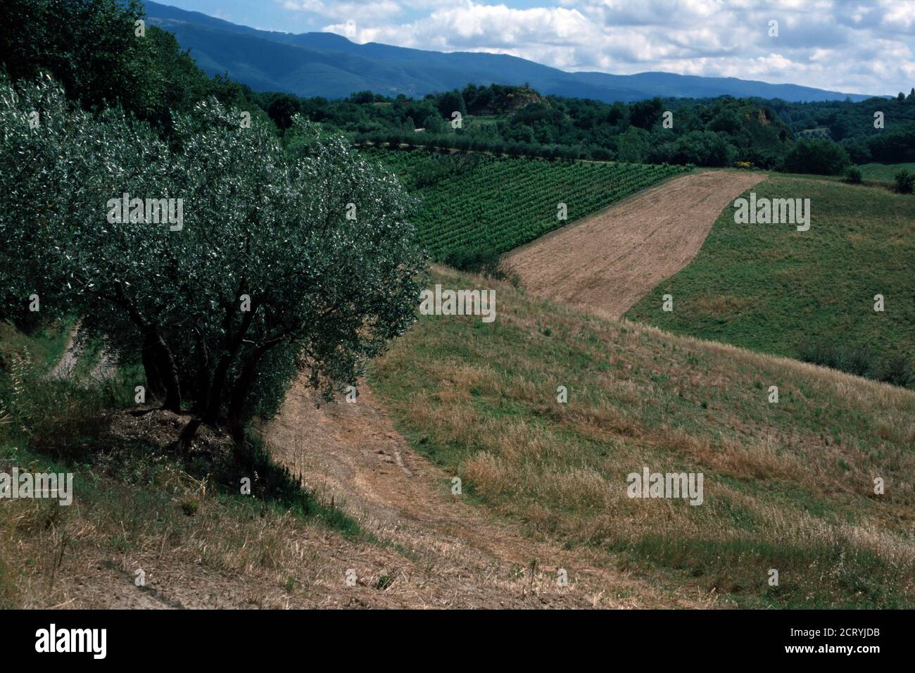 A typical country road in the Tuscany countryside on May 2020 Stock ...