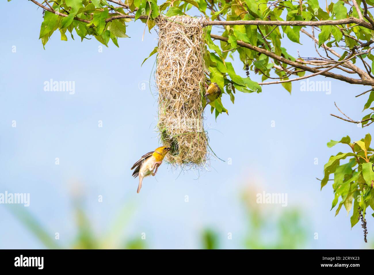 Baya weaver bird nesting Stock Photo - Alamy