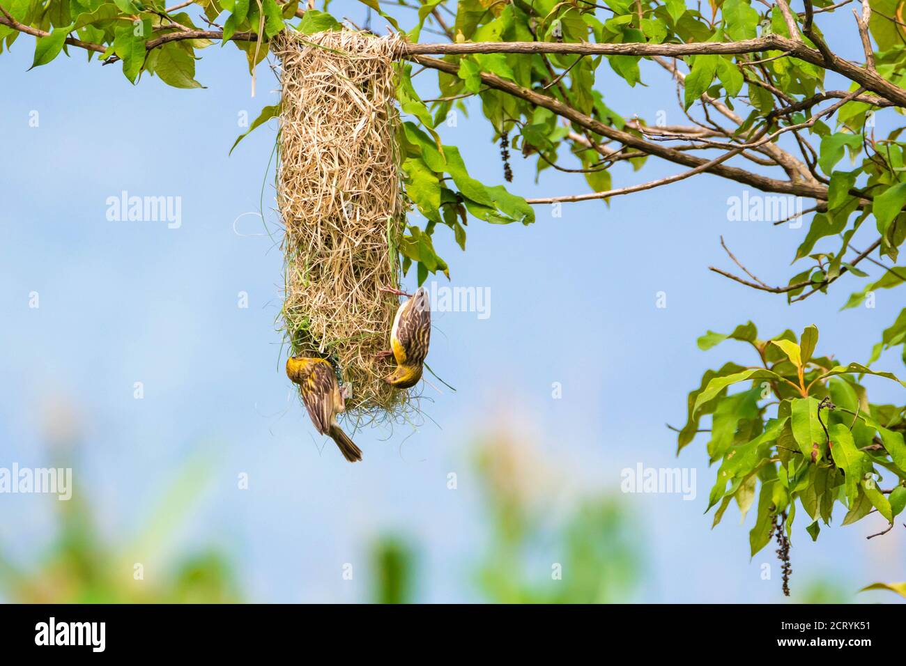 Baya weaver bird nesting Stock Photo - Alamy