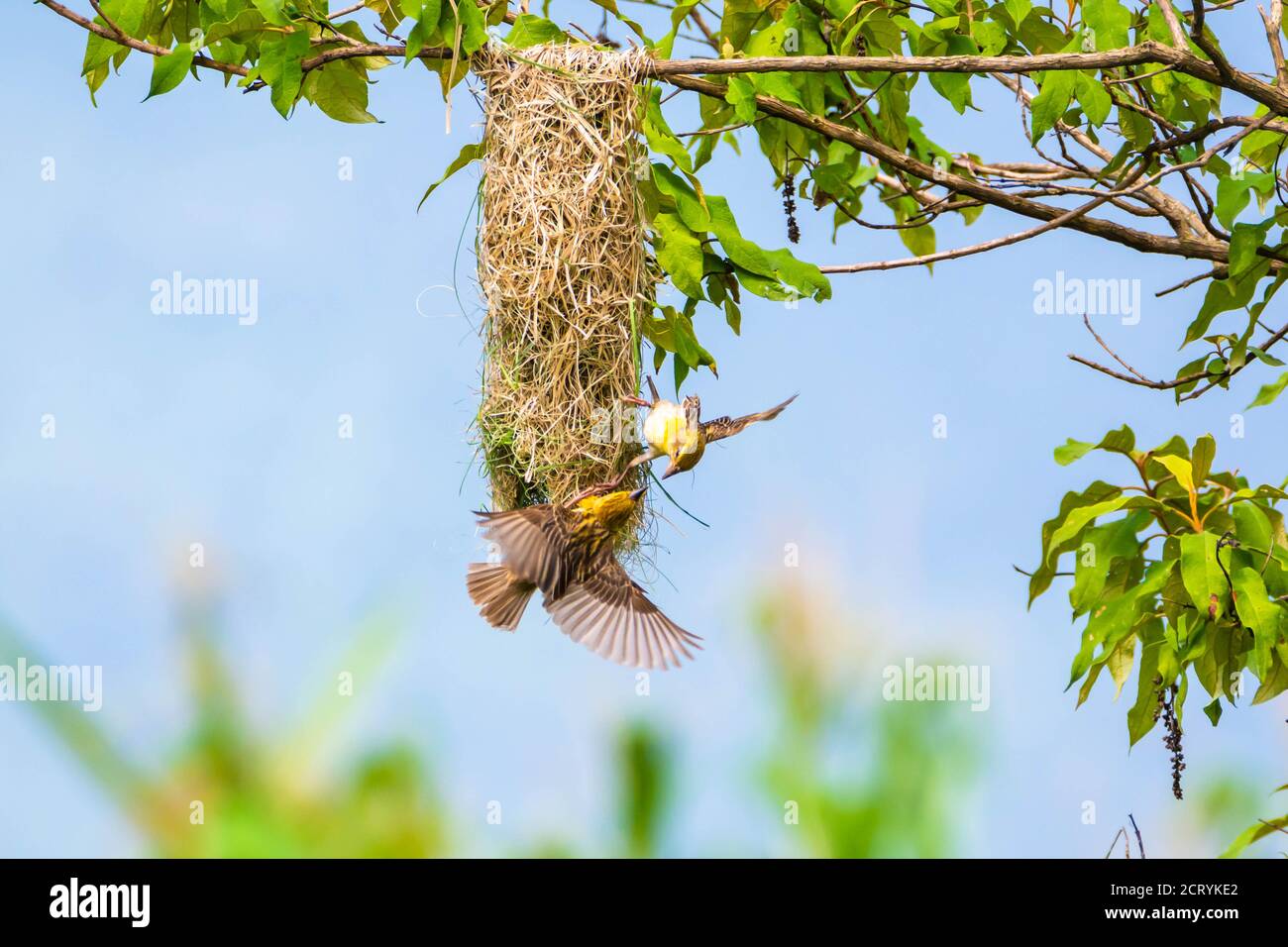 Baya weaver bird nesting Stock Photo - Alamy