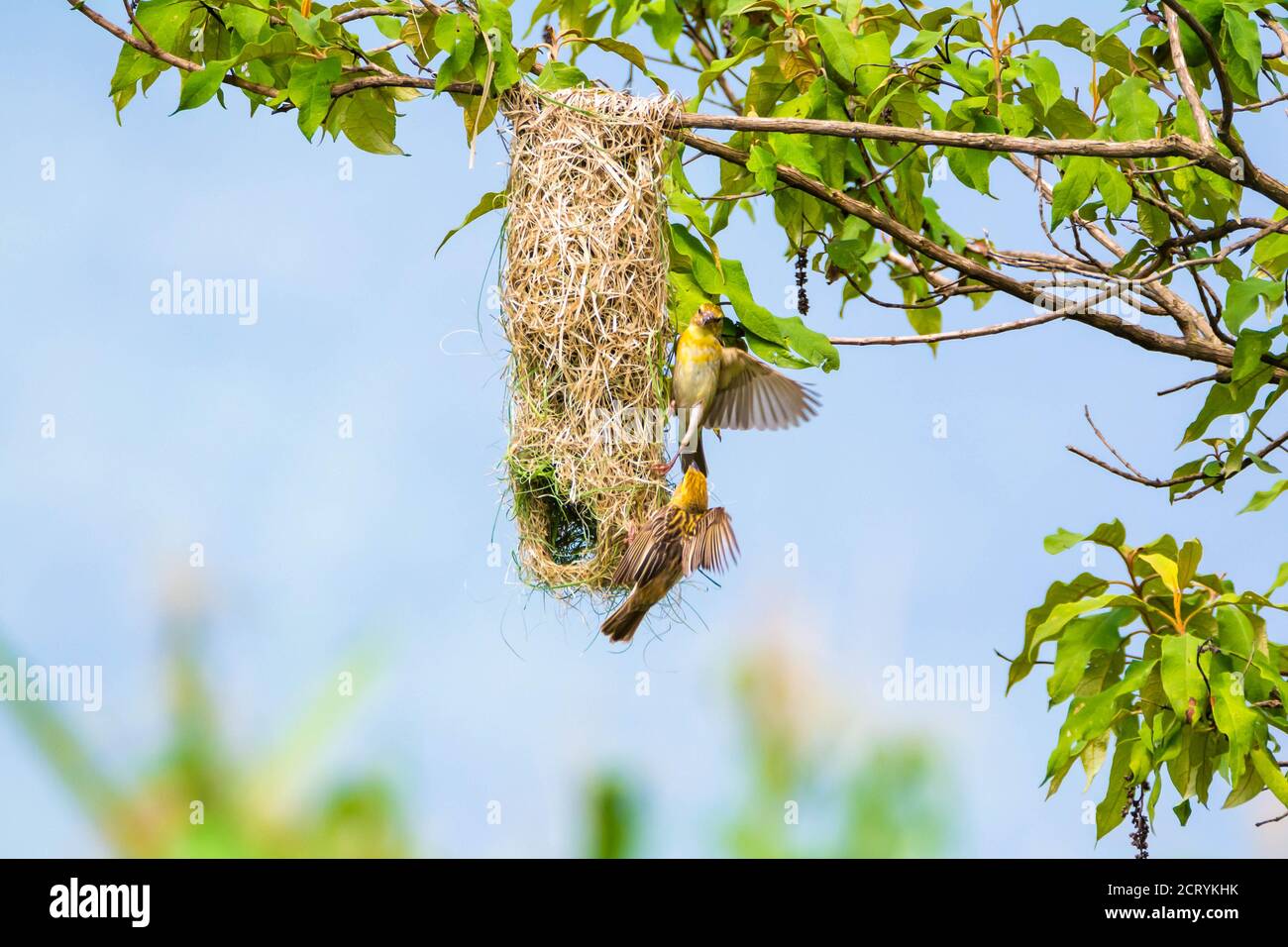 Baya weaver bird nesting Stock Photo - Alamy