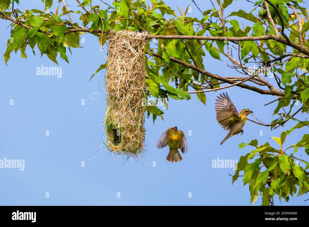 Baya weaver bird nesting Stock Photo - Alamy