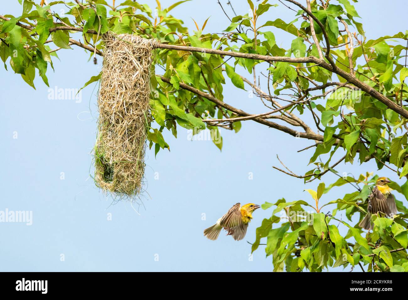 Baya weaver bird nesting Stock Photo - Alamy