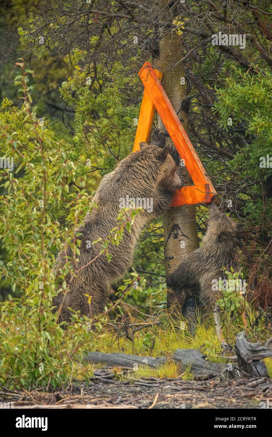 Chilko lake grizzly bear hi-res stock photography and images - Alamy