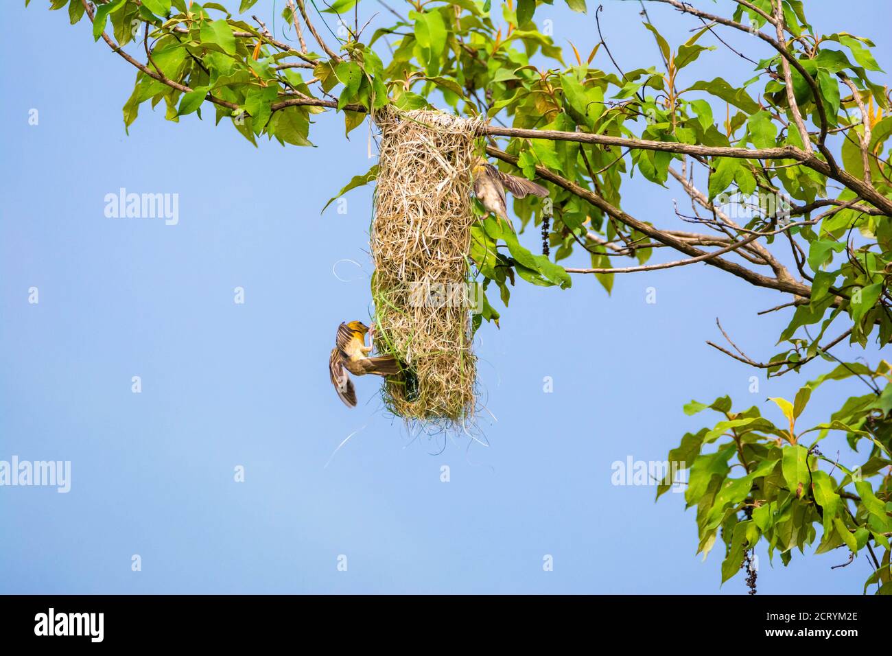 Baya weaver bird nesting Stock Photo - Alamy