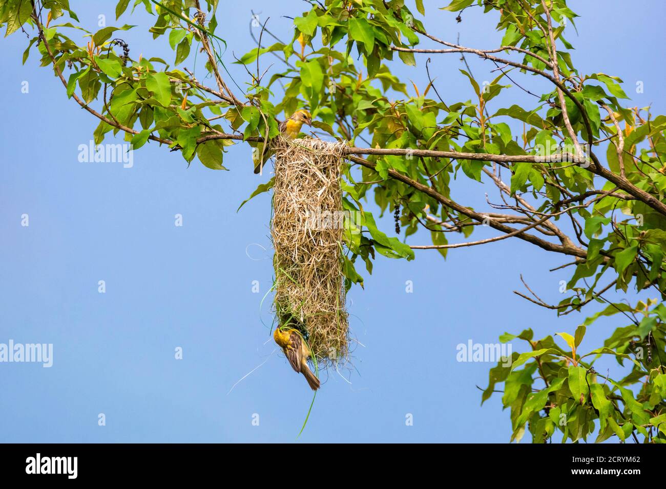 Baya weaver bird nesting Stock Photo - Alamy