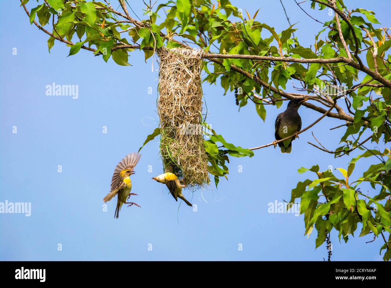 Baya weaver bird nesting Stock Photo - Alamy