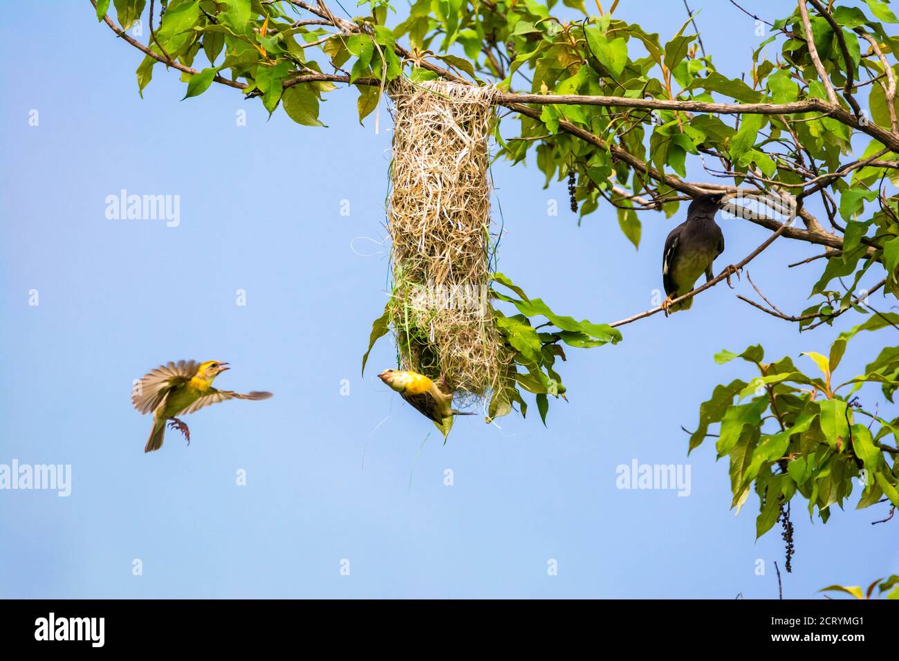 Baya weaver bird nesting Stock Photo - Alamy
